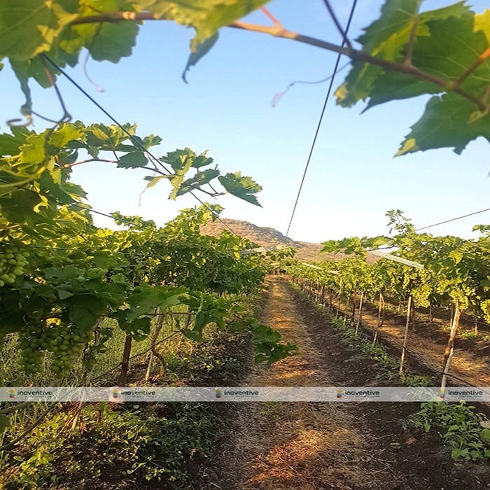 Grape Trellis Wire || Inoventive Filaments